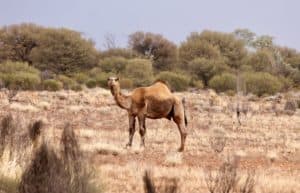 Discover Uluru-Kata Tjuta National Park and the Australian Outback